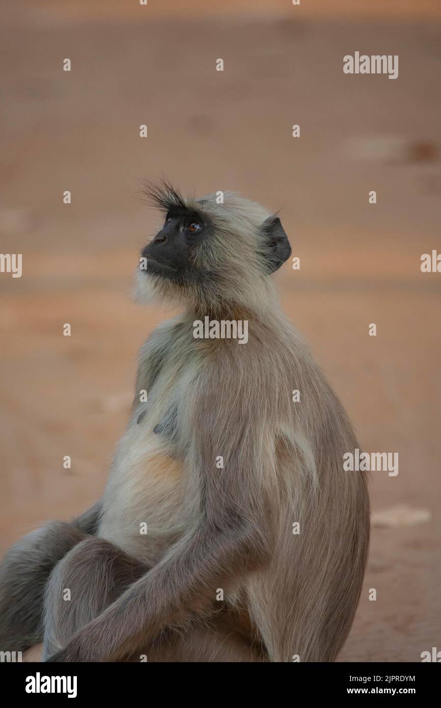 Gray langur (Semnopithecus entellus) monkey adult animal portrait ...