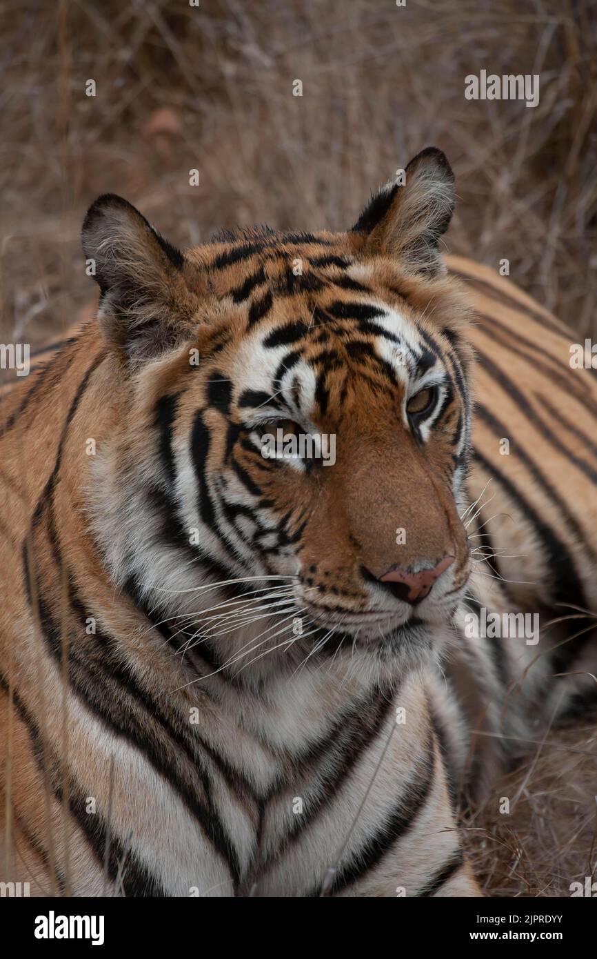 India madhya pradesh tiger hi-res stock photography and images - Alamy