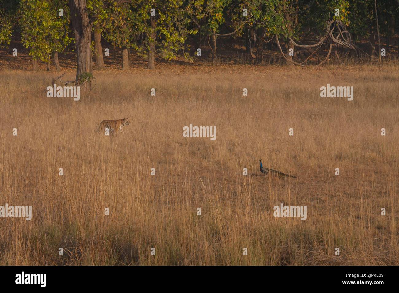 Bengal tiger (Panthera tigris tigris) adult walking in grassland being ...