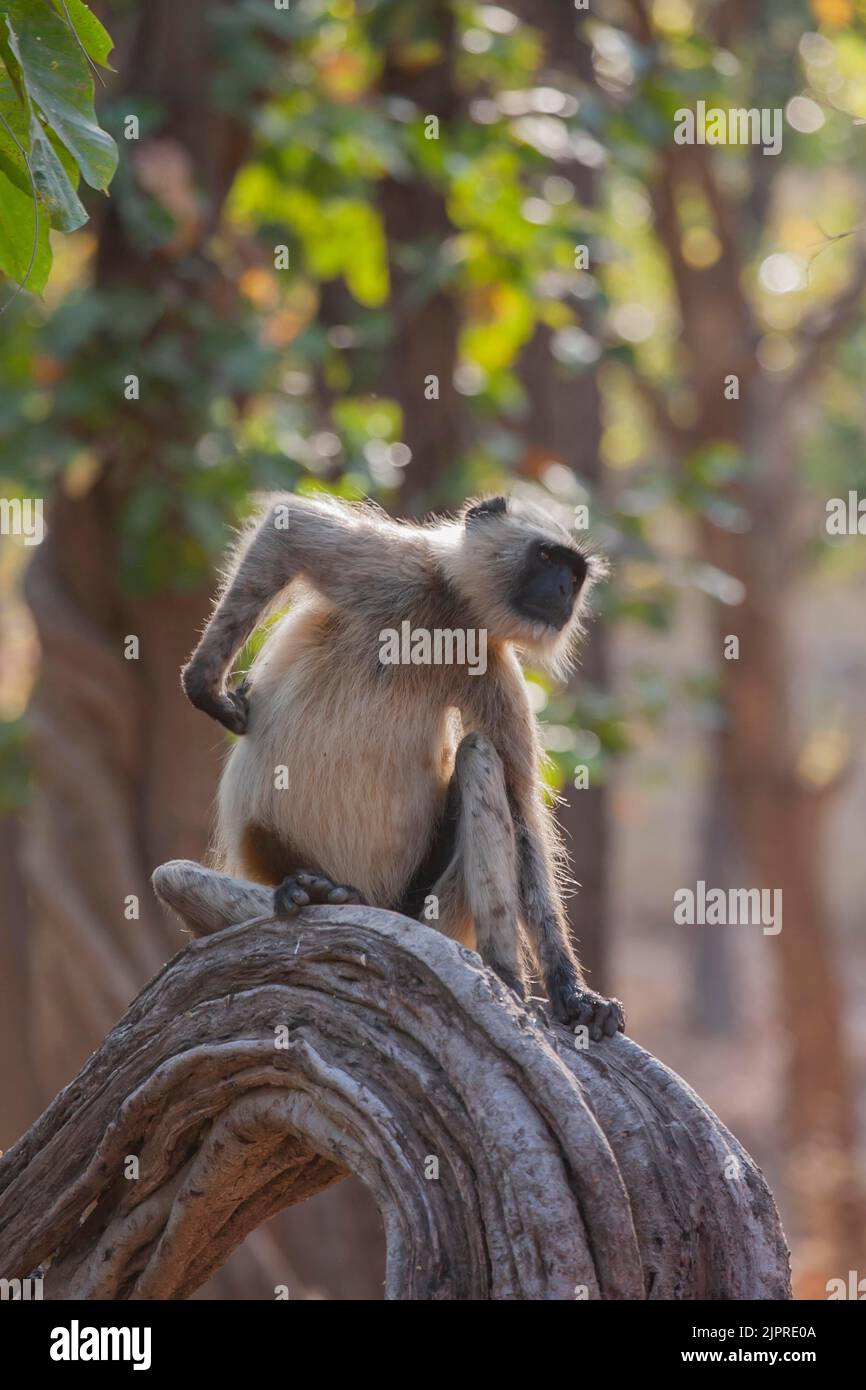 Scratching back monkey hi-res stock photography and images - Alamy