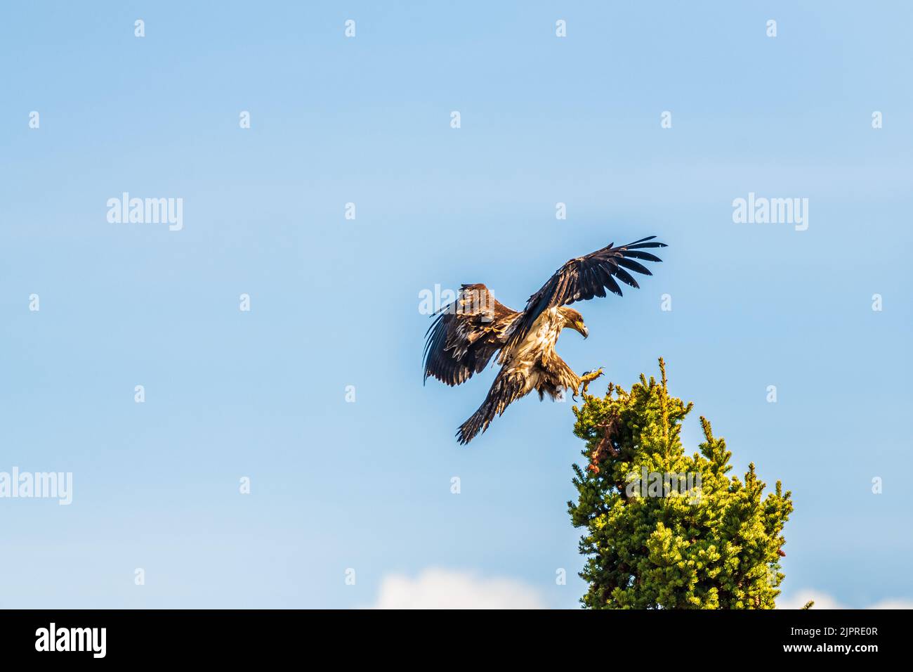 Wild bald eagle perched in a tree with blue sky background Stock Photo ...