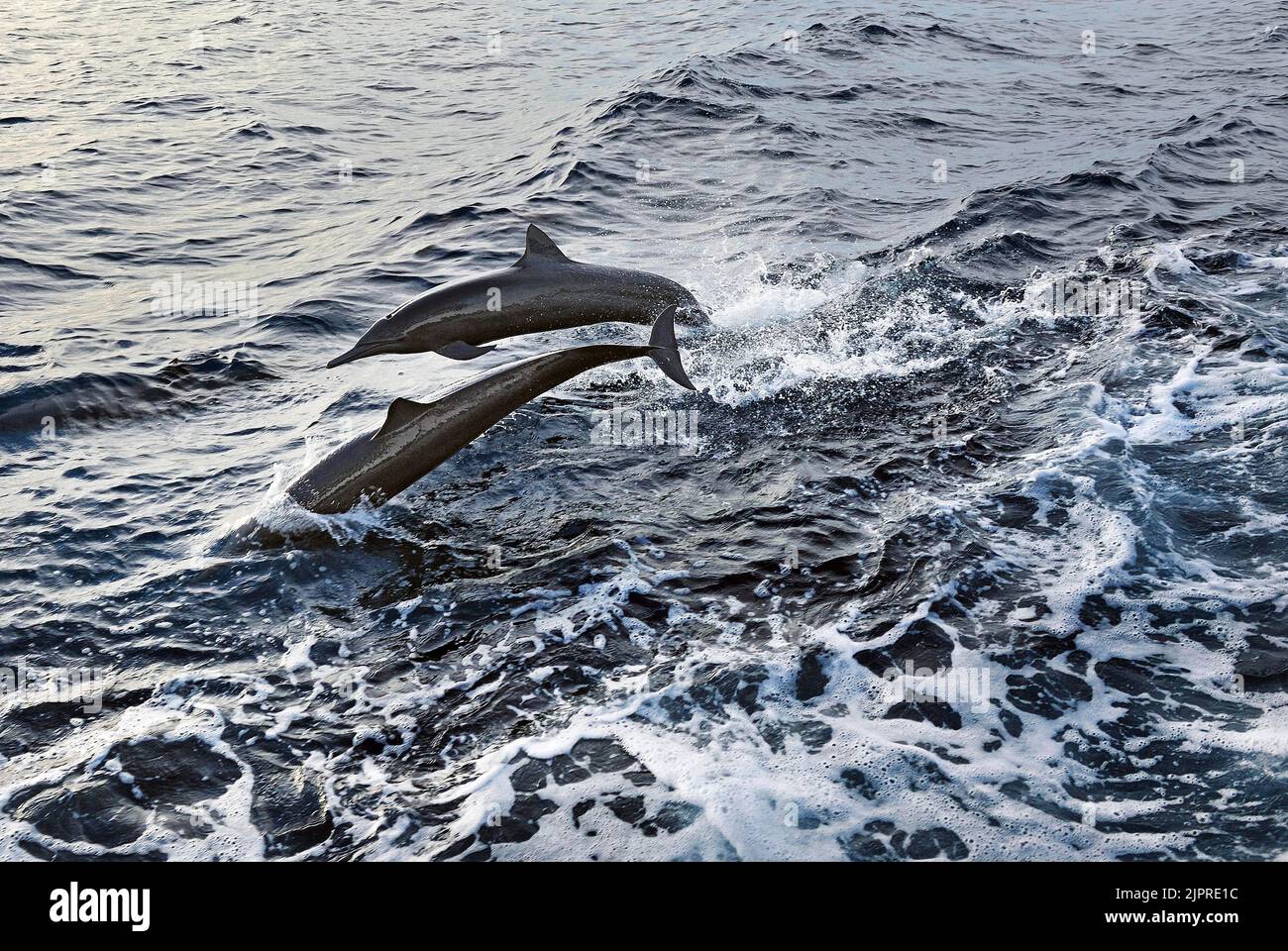 Jumping dolphins, bottlenose dolphins (Tursiops truncatus), Cocos Island, Costa Rica, Central ...