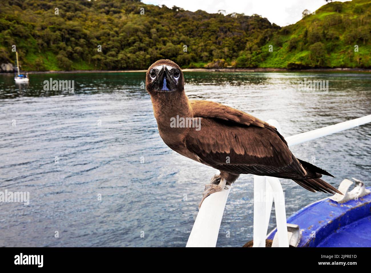 Sulid hi-res stock photography and images - Alamy