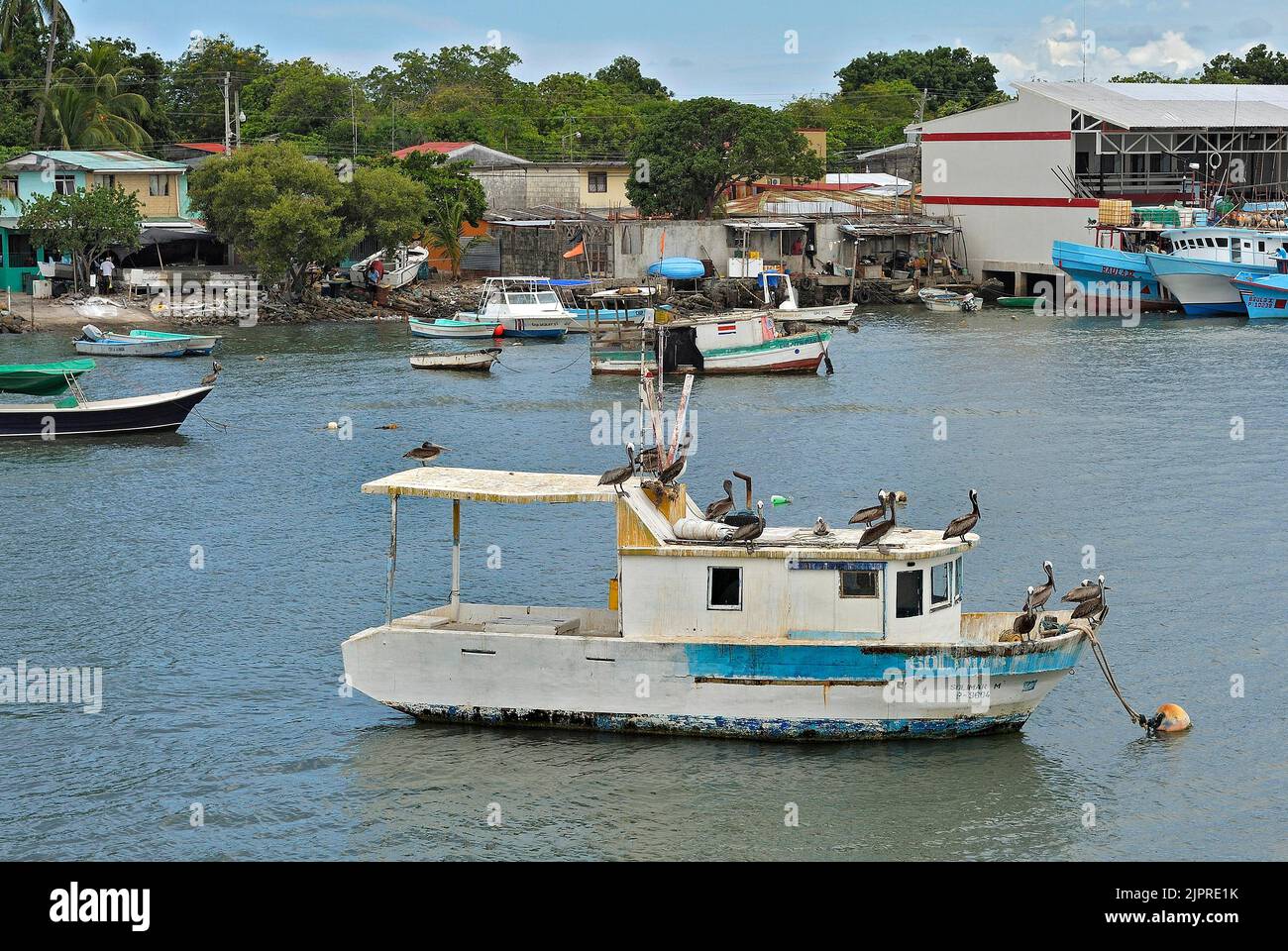 Fishing boats and brown pelicans (Pelecanus occidentalis) in the ...