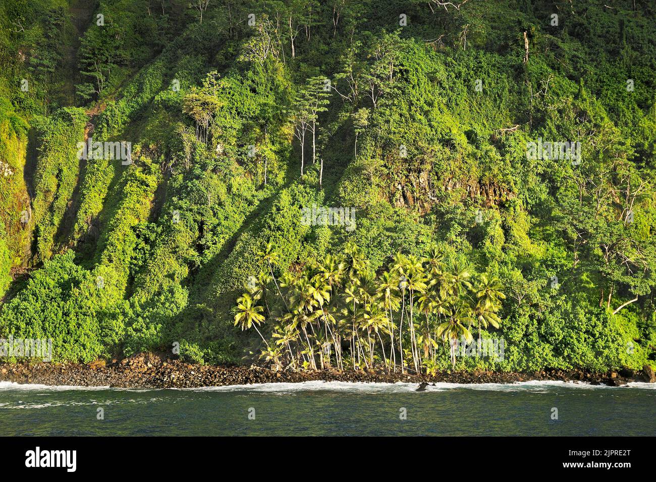 Primary forest, Cocos Island, UNESCO World Heritage Site, Costa Rica ...