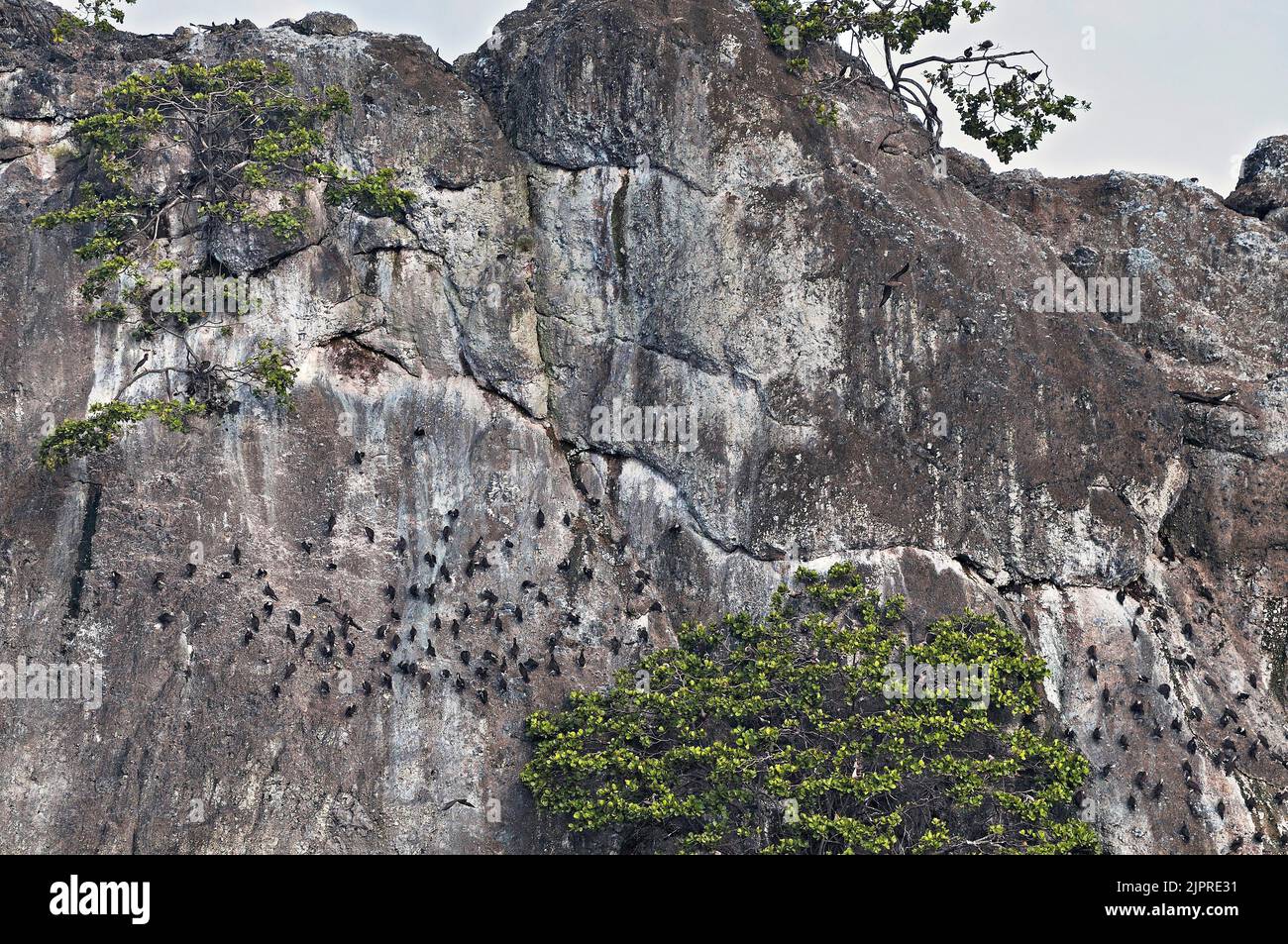 Sulid (Sulidae) in cliff on Manuelita Island near Cocos Island, UNESCO ...