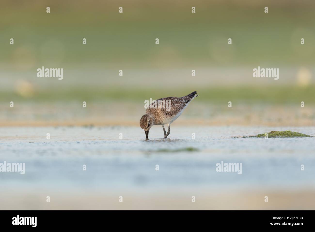 Grey plover hunting in shallow water at Eker, Bahrain Stock Photo - Alamy