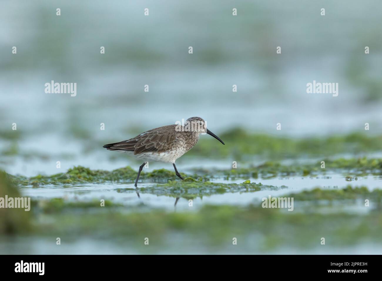 Dunlin wetland hi-res stock photography and images - Alamy
