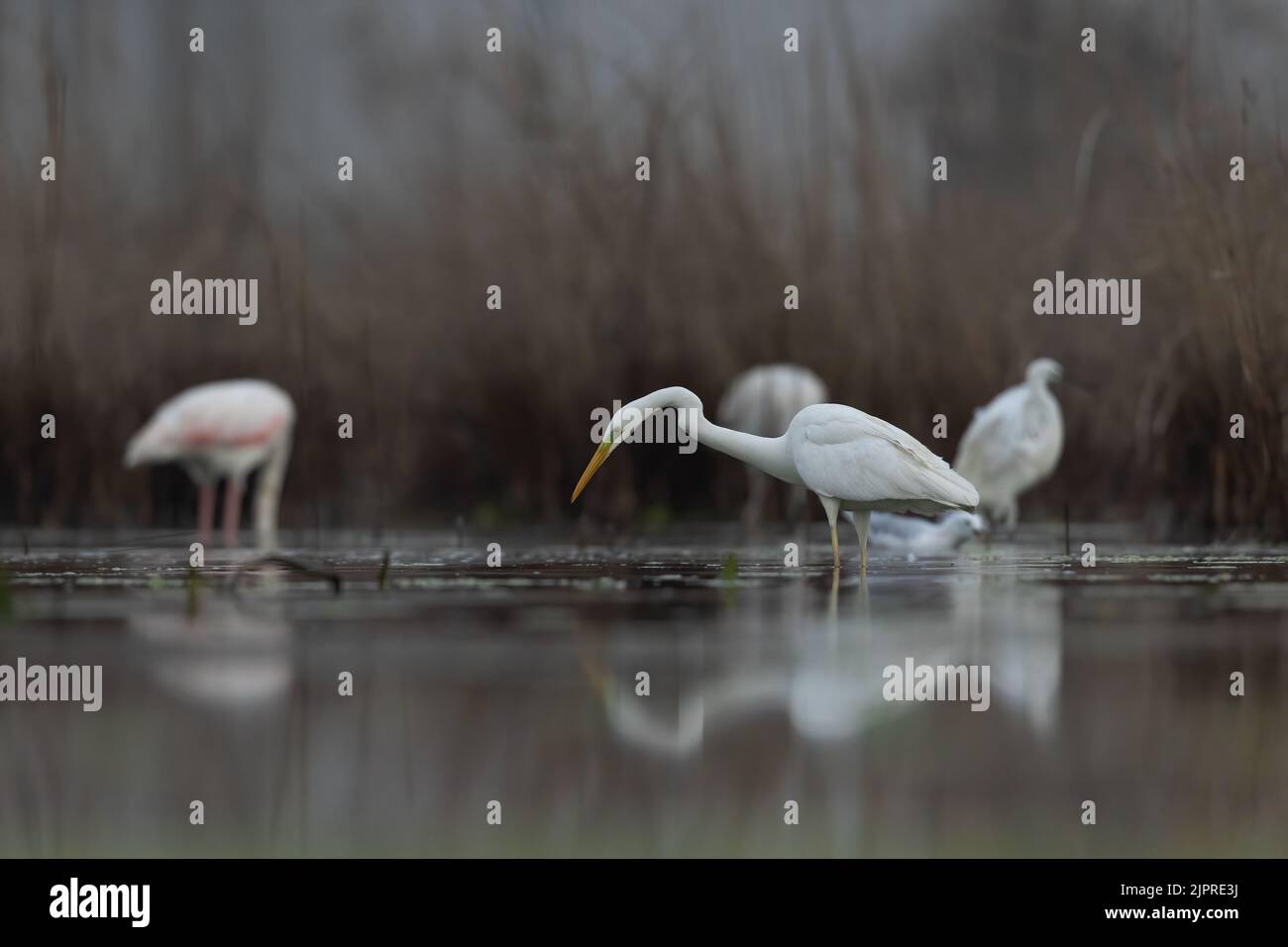 Great egret hunting in the swamp, Bahrain Stock Photo - Alamy