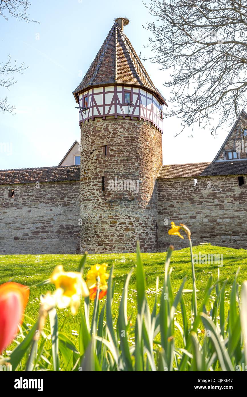 View of the Storchenturm and the city wall in spring, Weil der Stadt ...