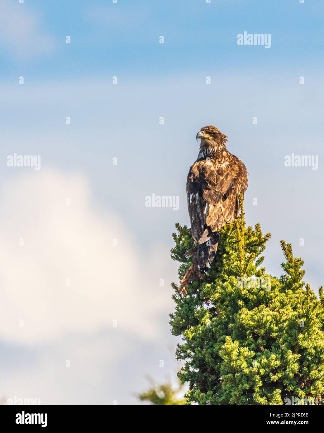 Handsome & beautiful bald eagle spotting on a hiking trail Stock Photo ...