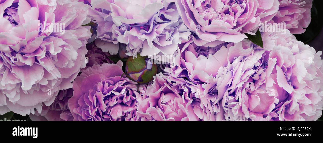 purple peonies on dark background. minimal floral and nature style ...