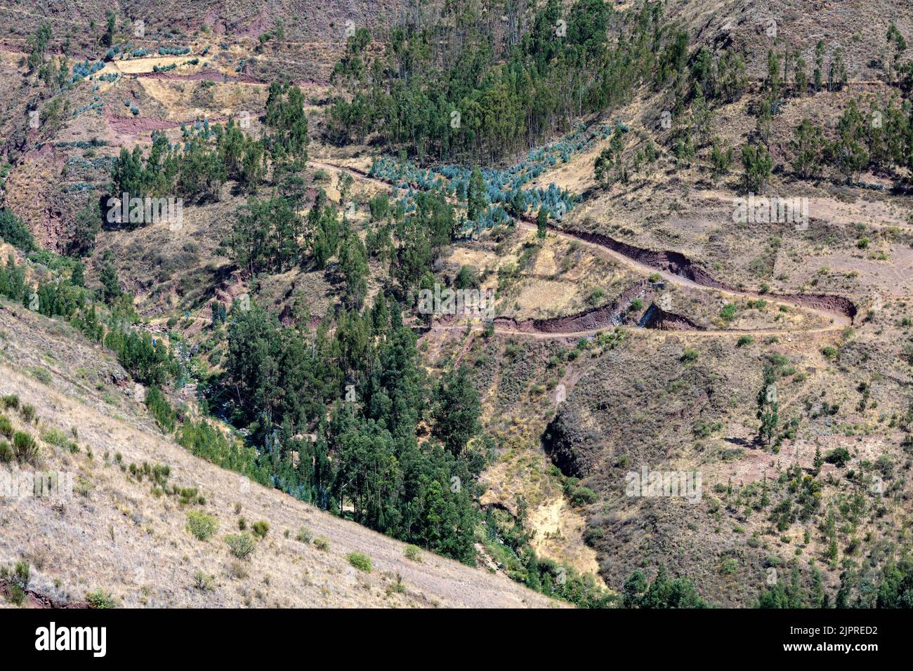 Reforestation project with native trees, Rio Urubamba, Pisac, Andean ...