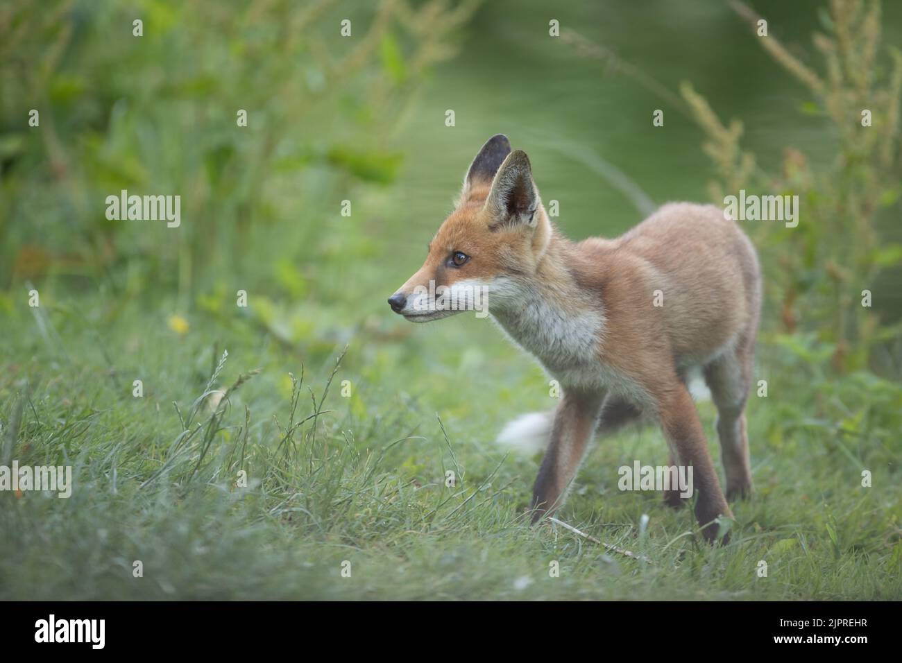 Red foxes high batts hi-res stock photography and images - Alamy