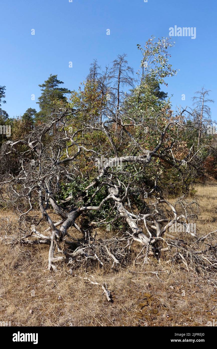 Scots pine (Pinus sylvestris), Dead pines, Drought damage, Climate ...