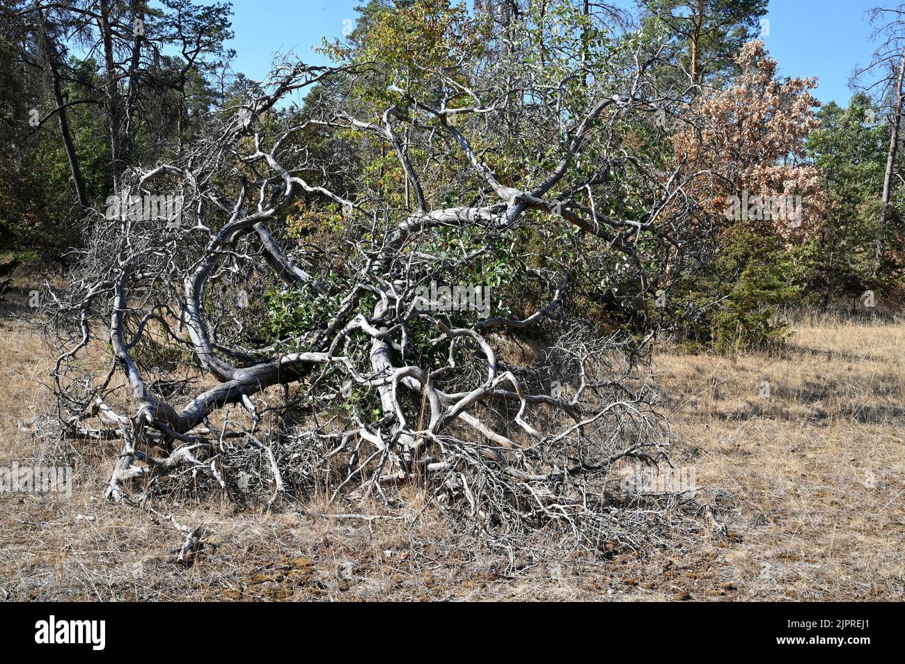 Scots pine (Pinus sylvestris), Dead pines, Drought damage, Climate ...
