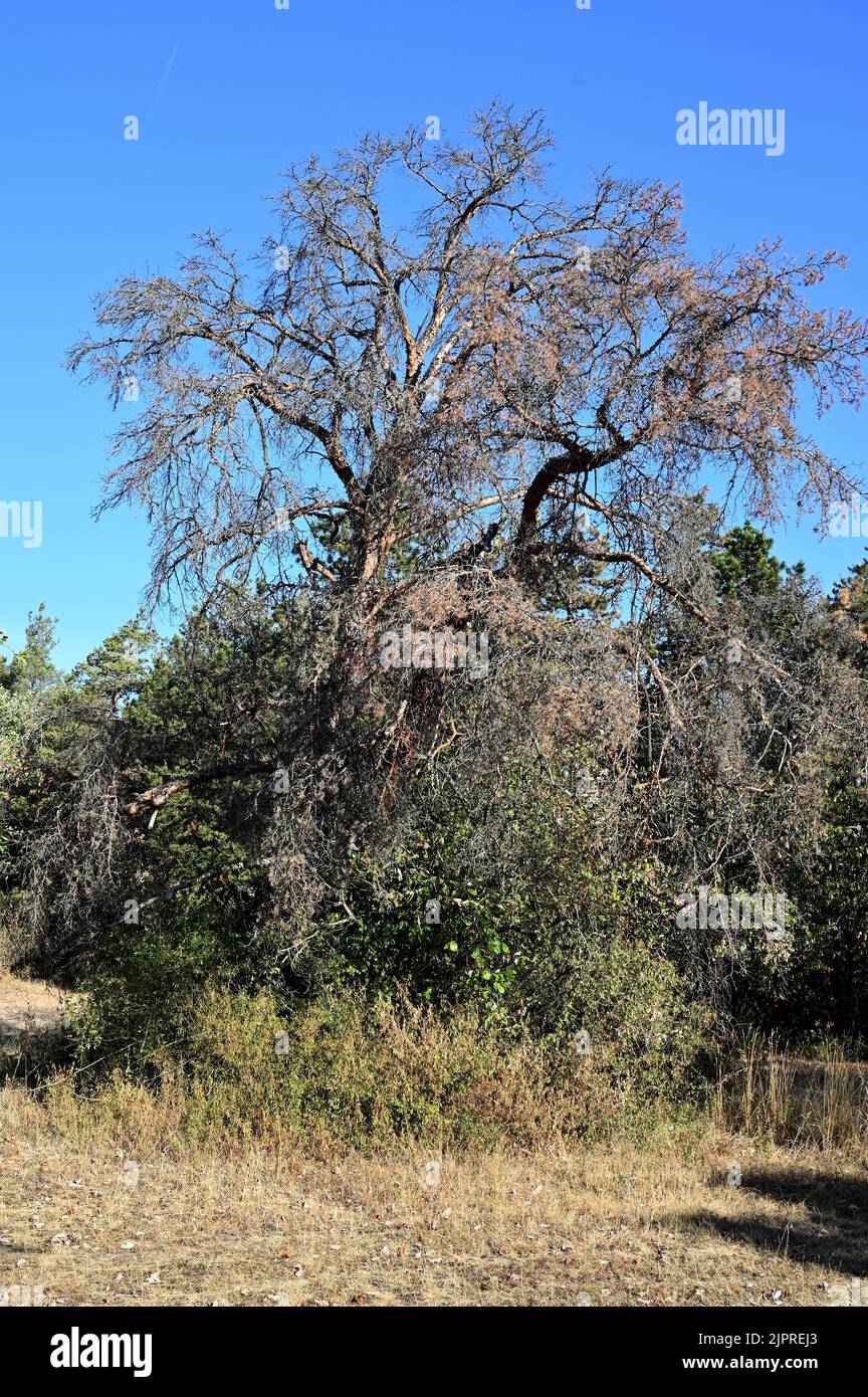 Scots pine (Pinus sylvestris), Dead pines, Drought damage, Climate ...