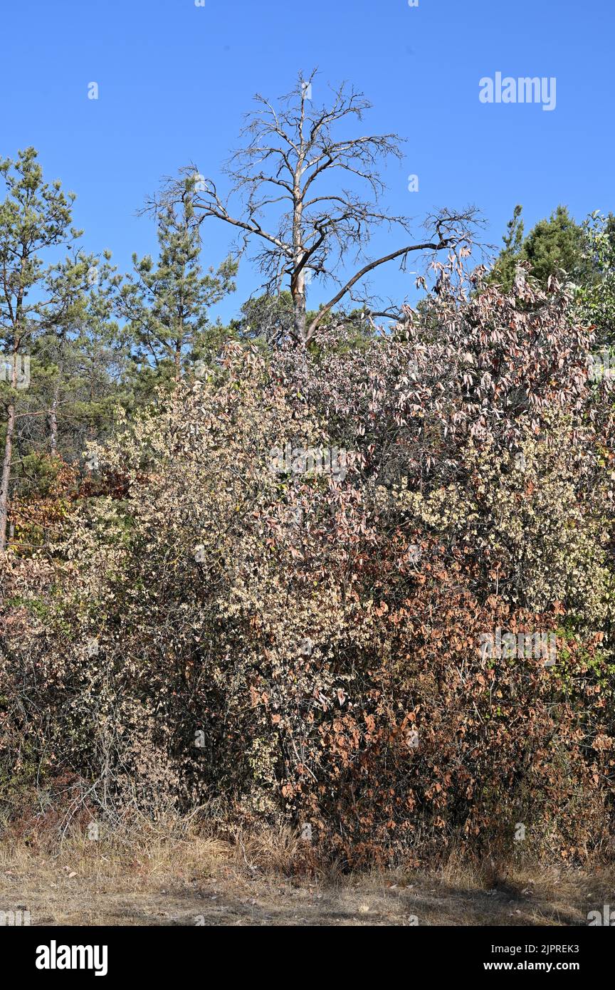 Withered trees, drought damage, climate change, Germany, Bavaria, Lower ...
