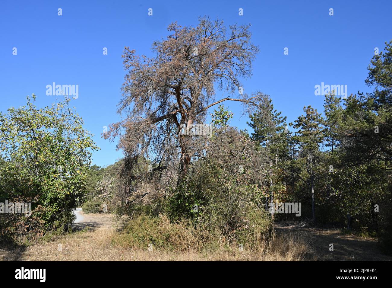 Scots pine (Pinus sylvestris), Dead pines, Drought damage, Climate ...