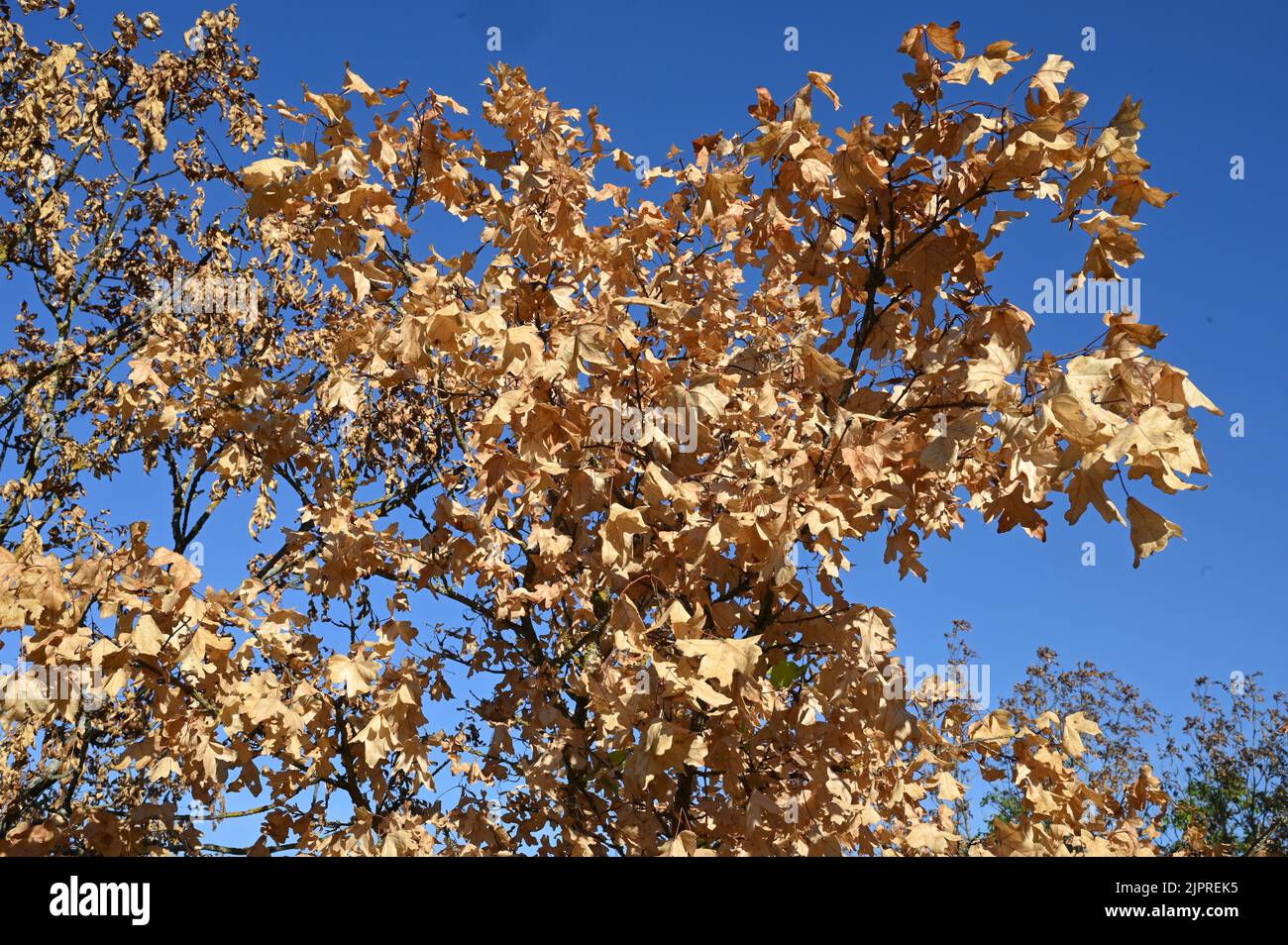 Withered field maple (Acer campestre), drought damage, climate change ...