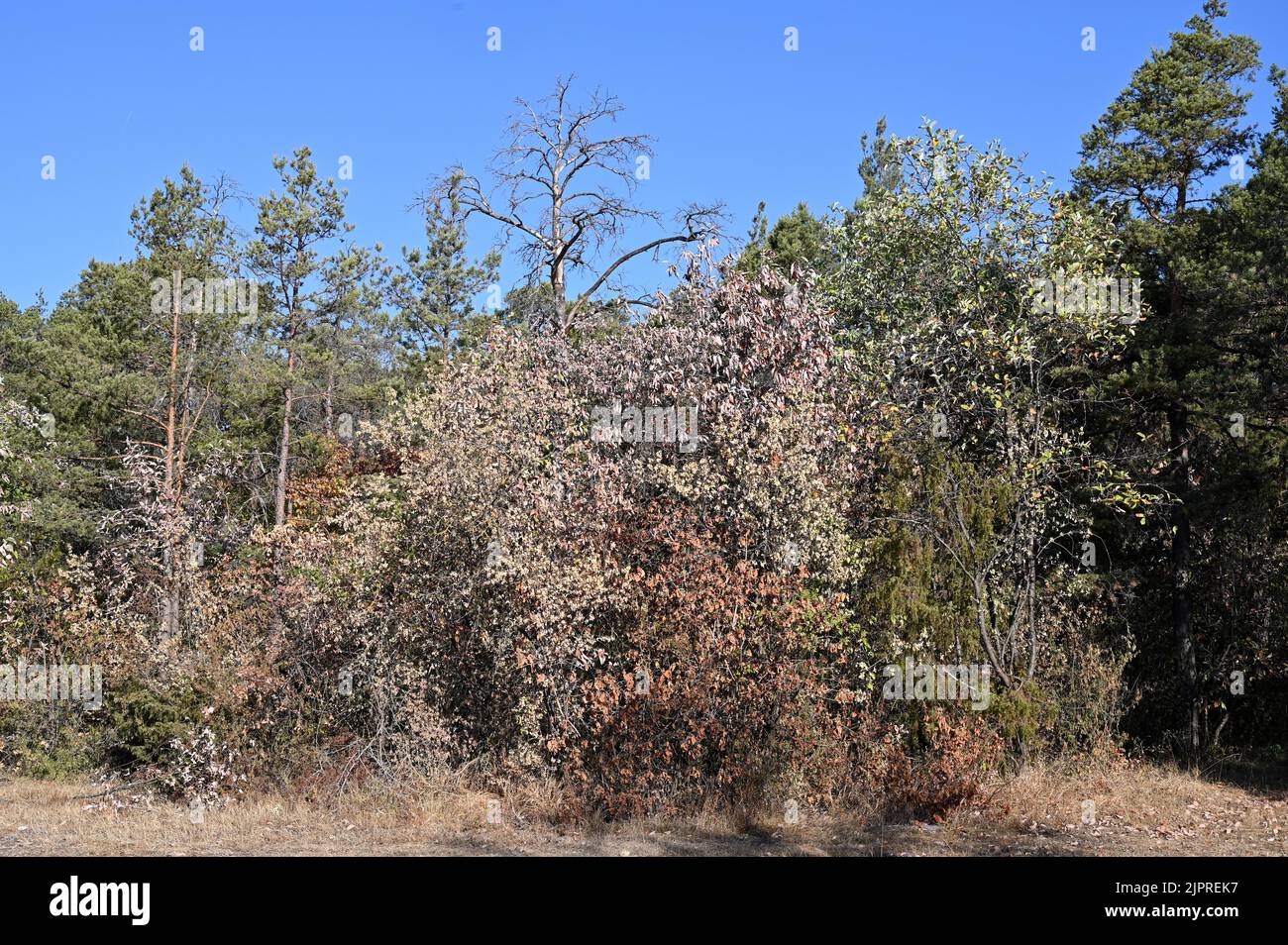 Withered trees, drought damage, climate change, Germany, Bavaria, Lower ...