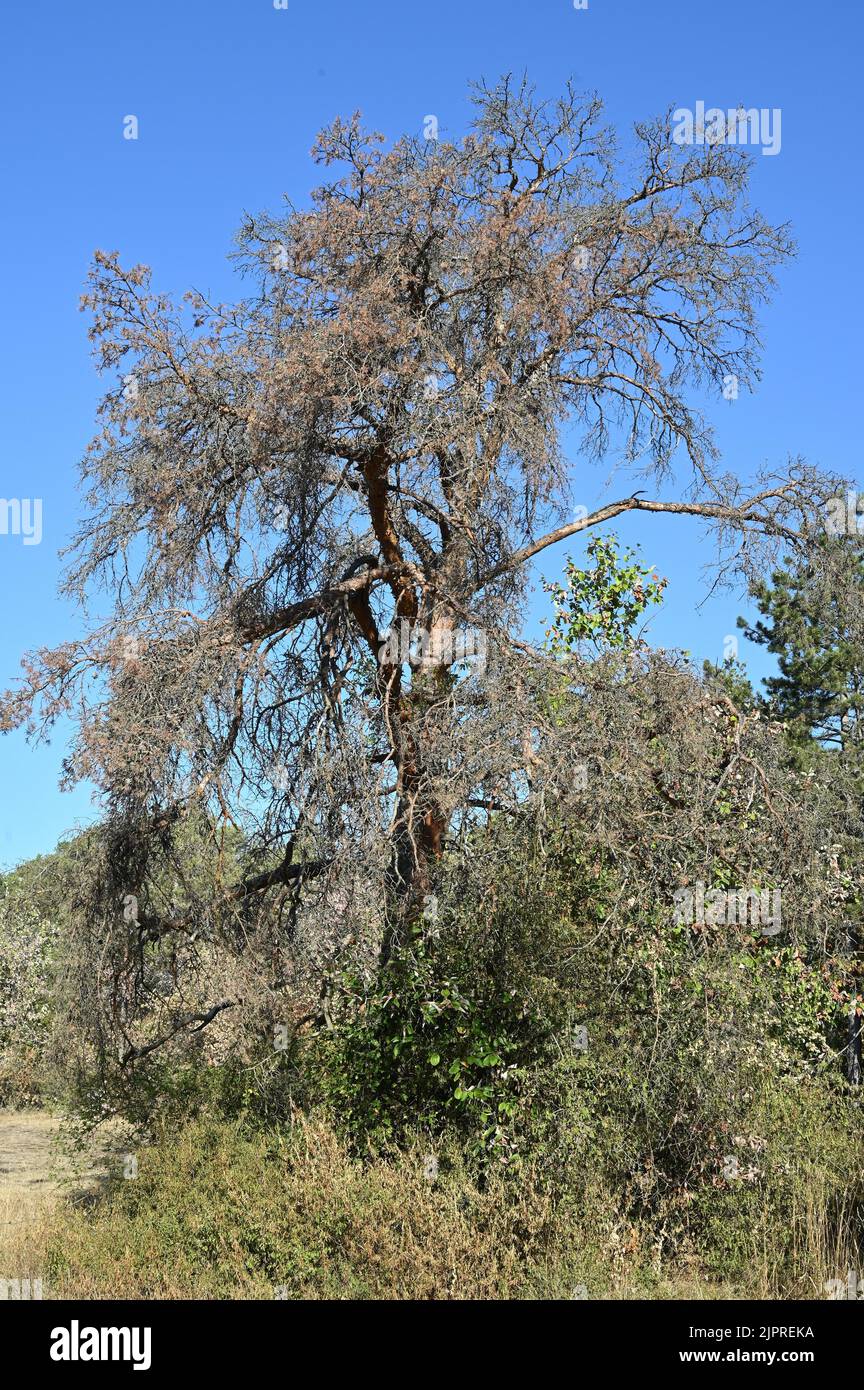Scots pine (Pinus sylvestris), Dead pines, Drought damage, Climate ...