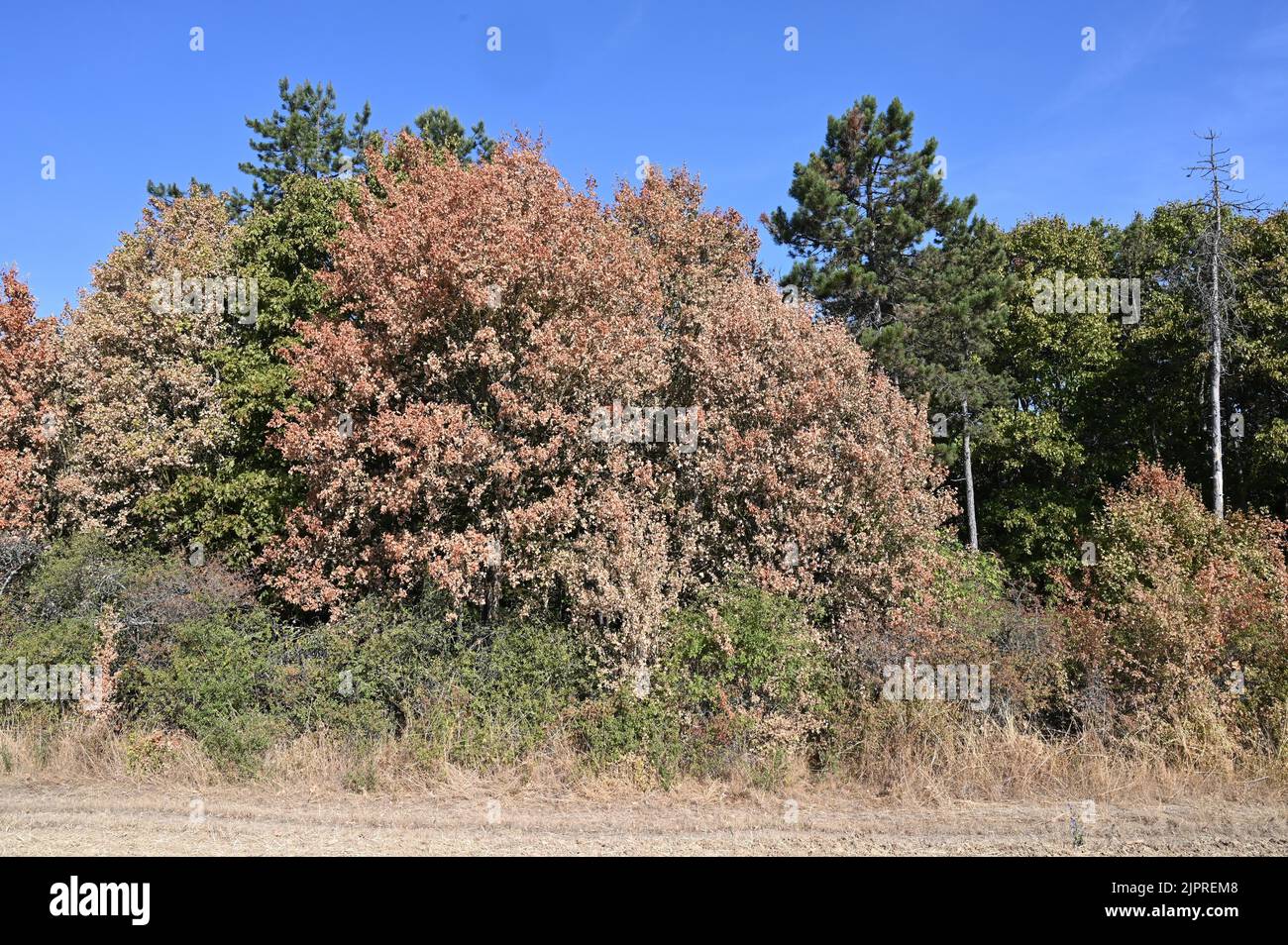 Withered field maple (Acer campestre), drought damage, climate change ...