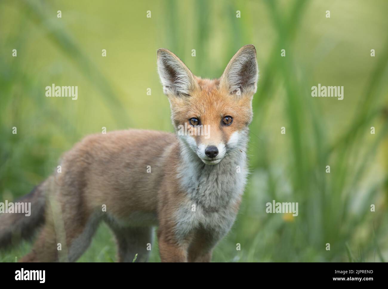 Young fox at High Batts, by the river Ure, North Stainley Stock Photo ...