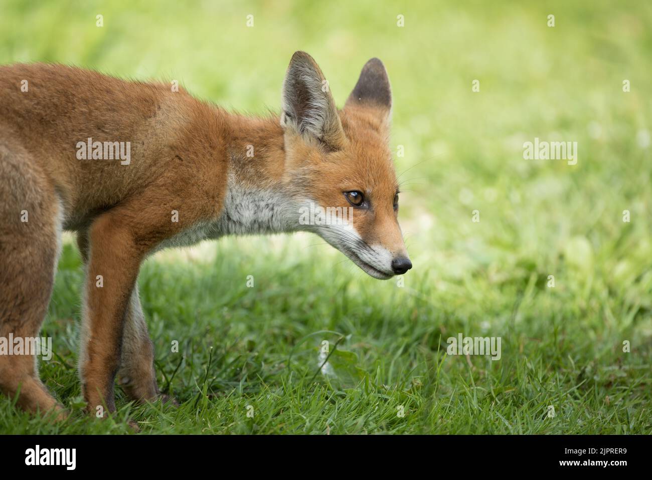 Red fox north yorkshire hi-res stock photography and images - Alamy