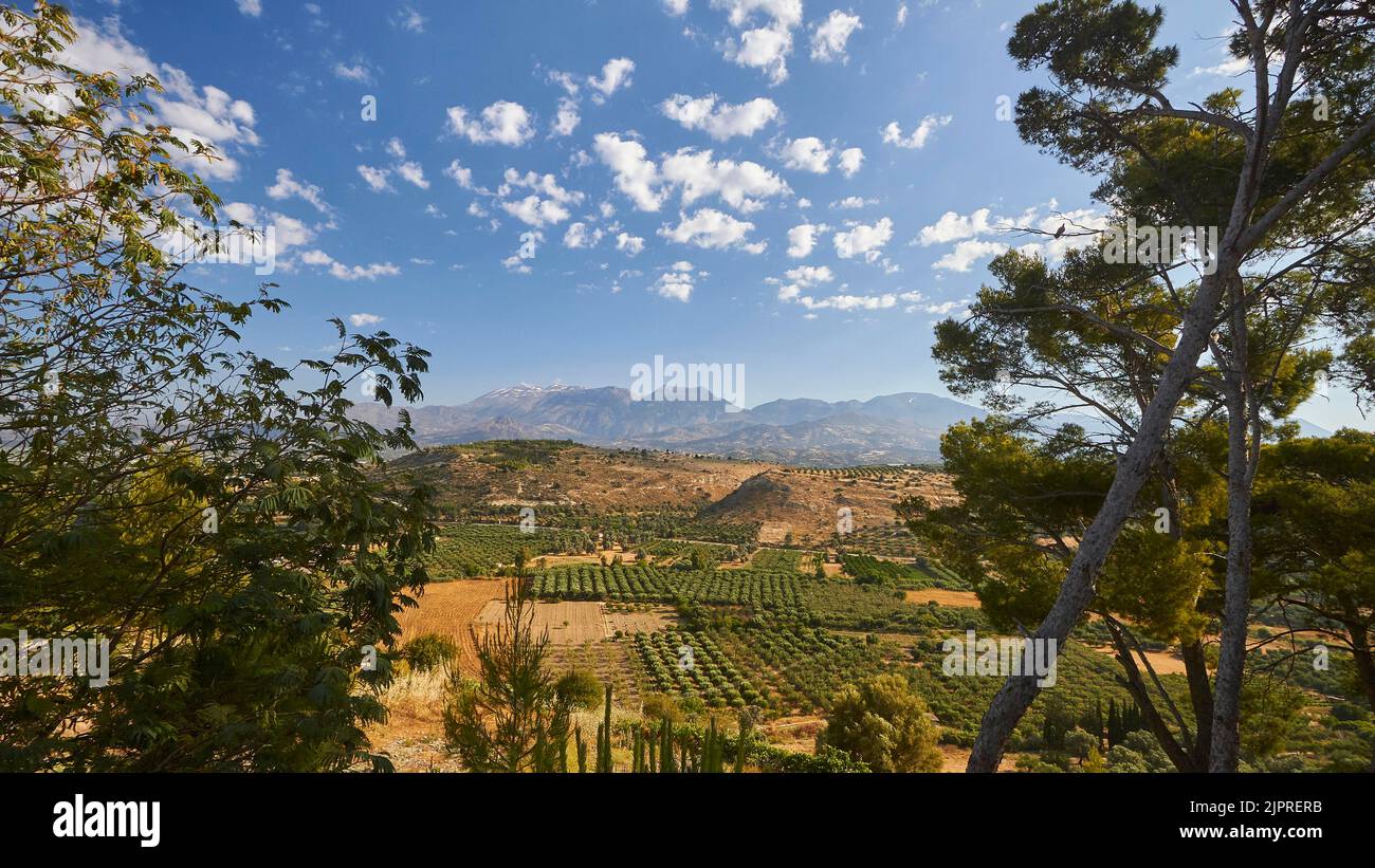 Morning light, Blue sky, White clouds, Messara plain, Olive groves ...