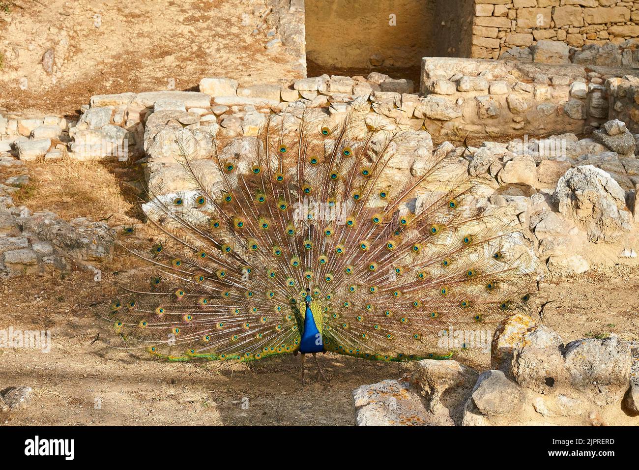 Morning light, peacock beats a wheel, ancient walls, Palace of Knossos ...