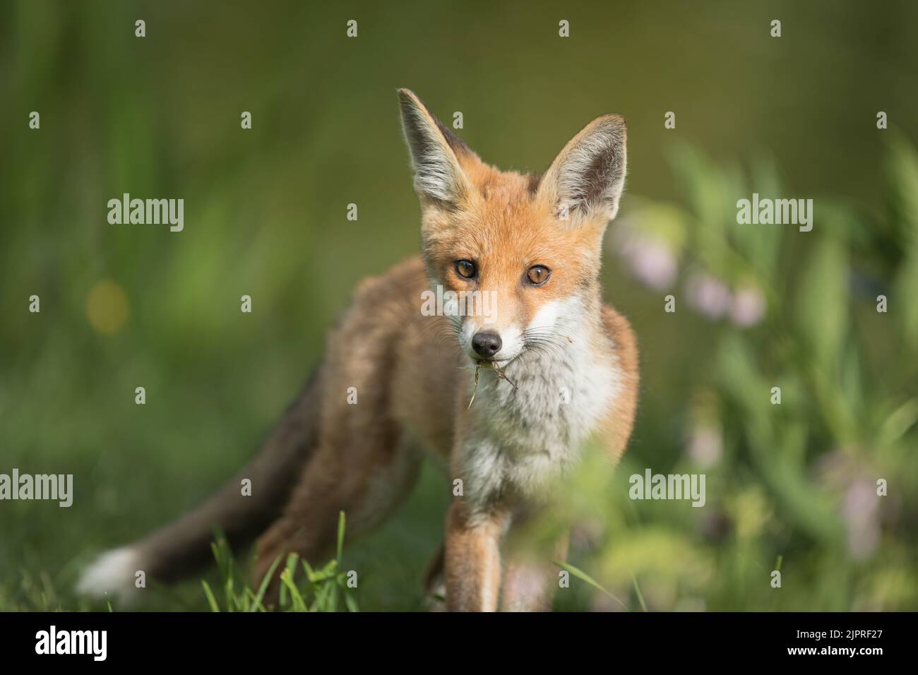 Red fox north stainley hi-res stock photography and images - Alamy