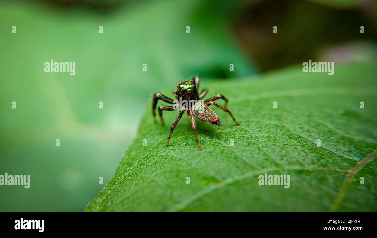 A bagheera kiplingi spider on a plant leaf Stock Photo - Alamy