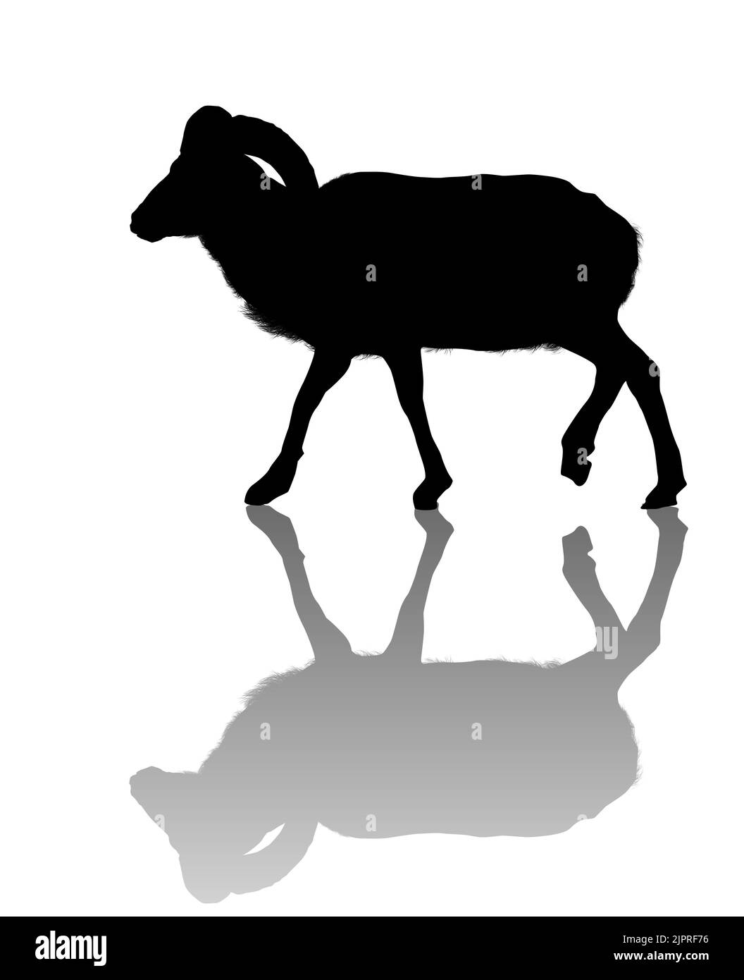 Vector mountain goat silhouette over white background Stock Photo - Alamy
