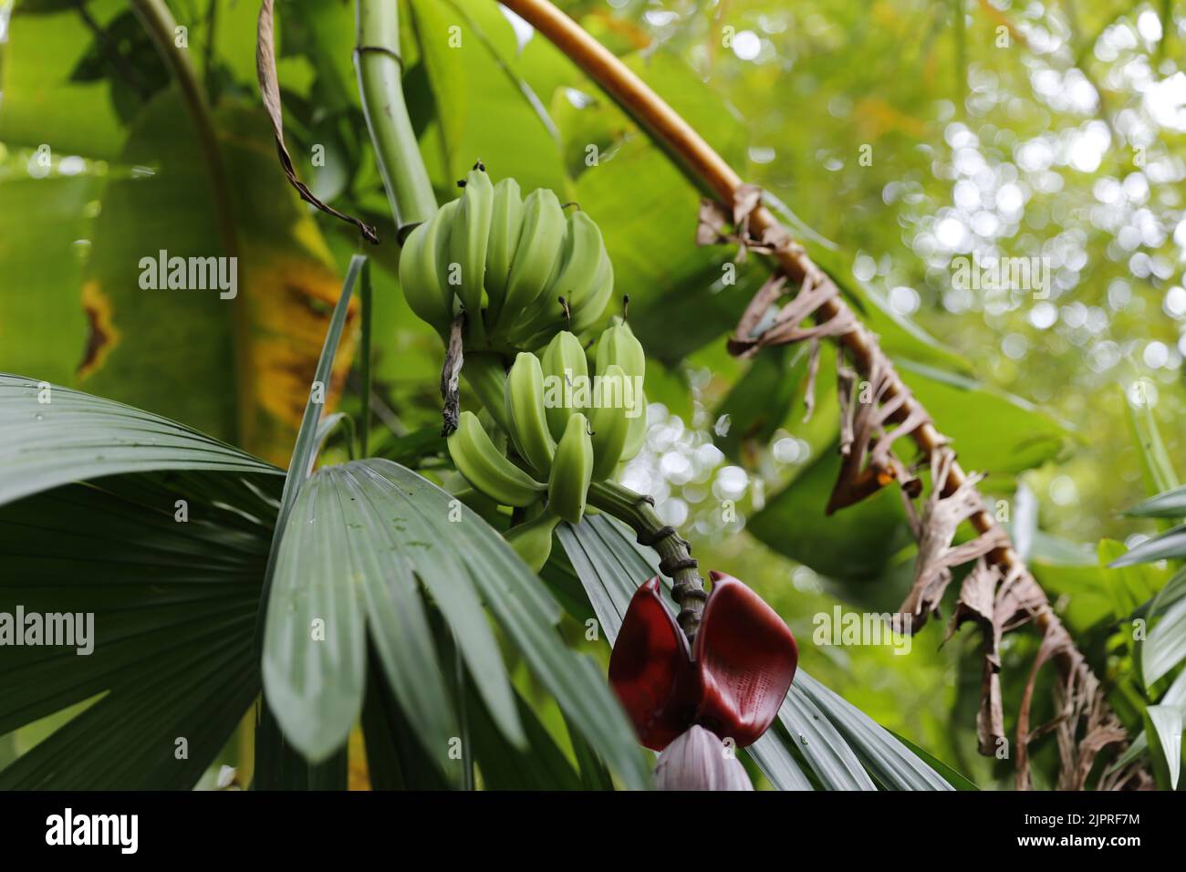 Bananas ripening on a tree hi-res stock photography and images - Alamy