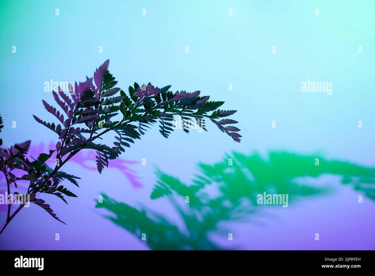 Tropical leaves in neon light with duotone shadows Stock Photo - Alamy