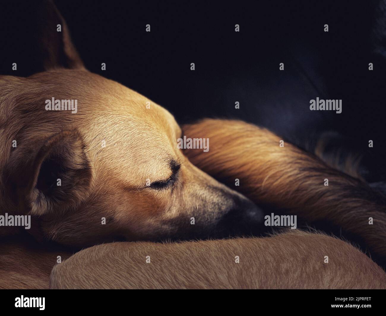 American village dog hi-res stock photography and images - Alamy