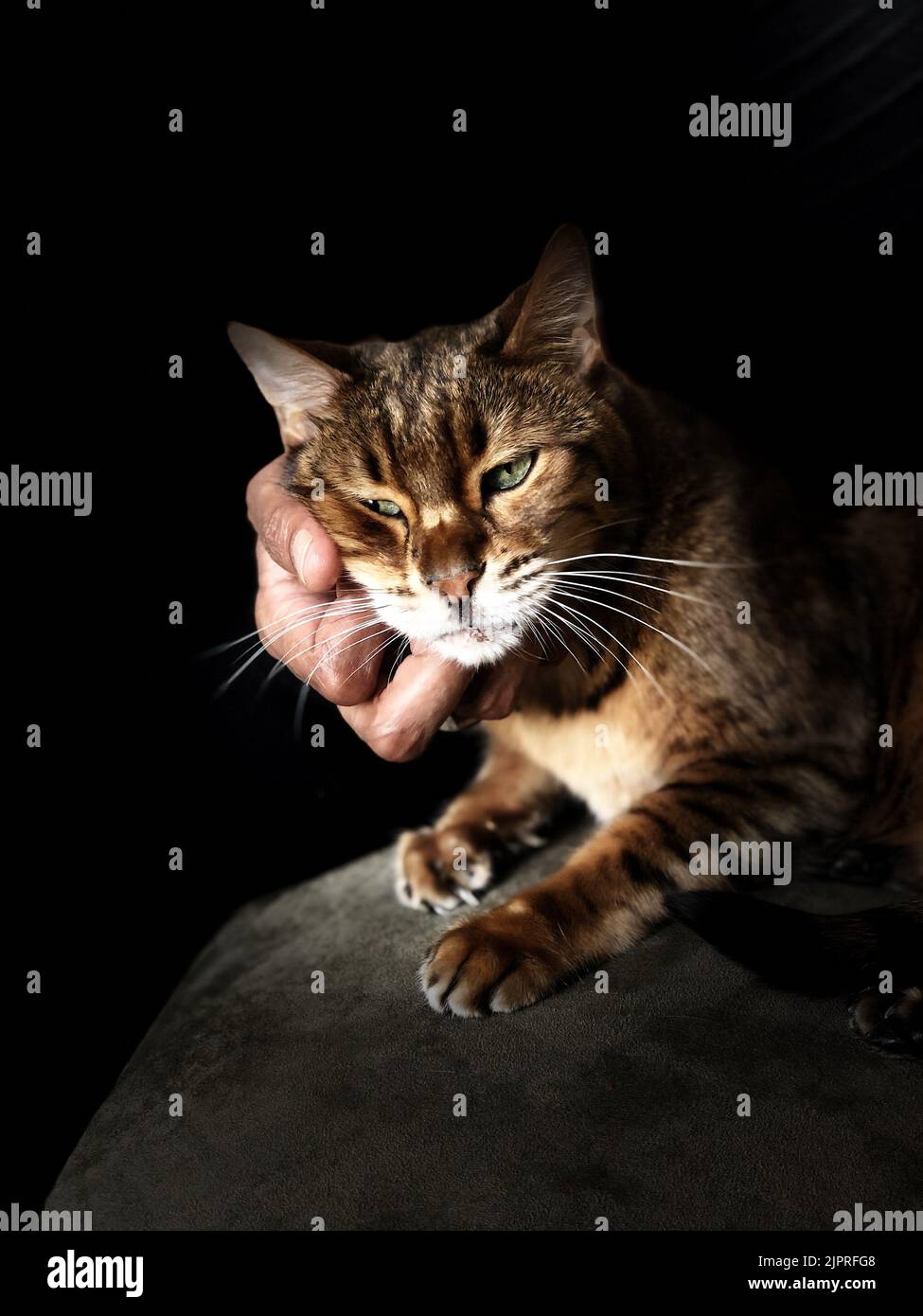 Cat rubbing cheek hi-res stock photography and images - Alamy