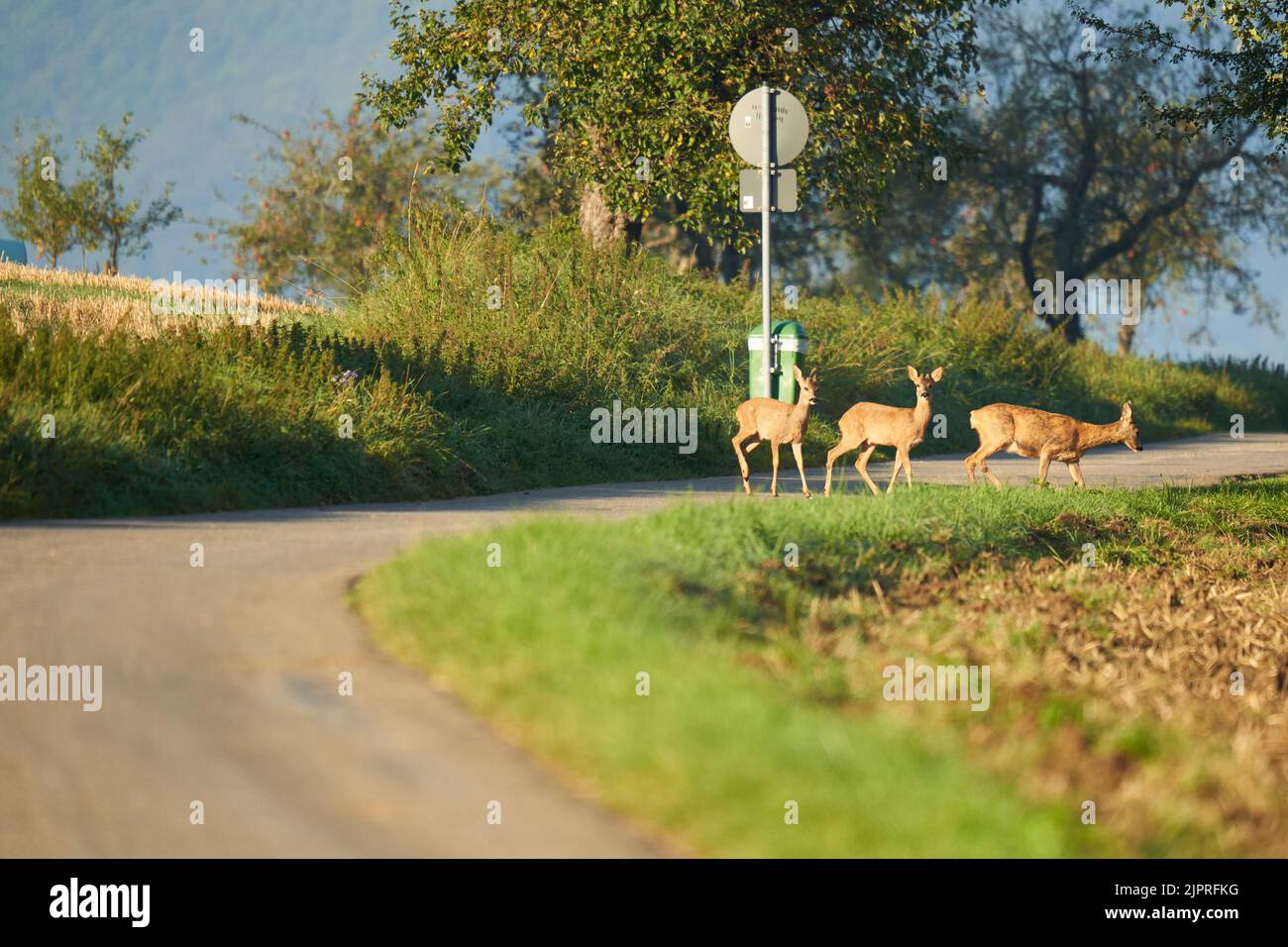 Danger from deer crossing (Wildwechsel), 3 animals cross the road in ...