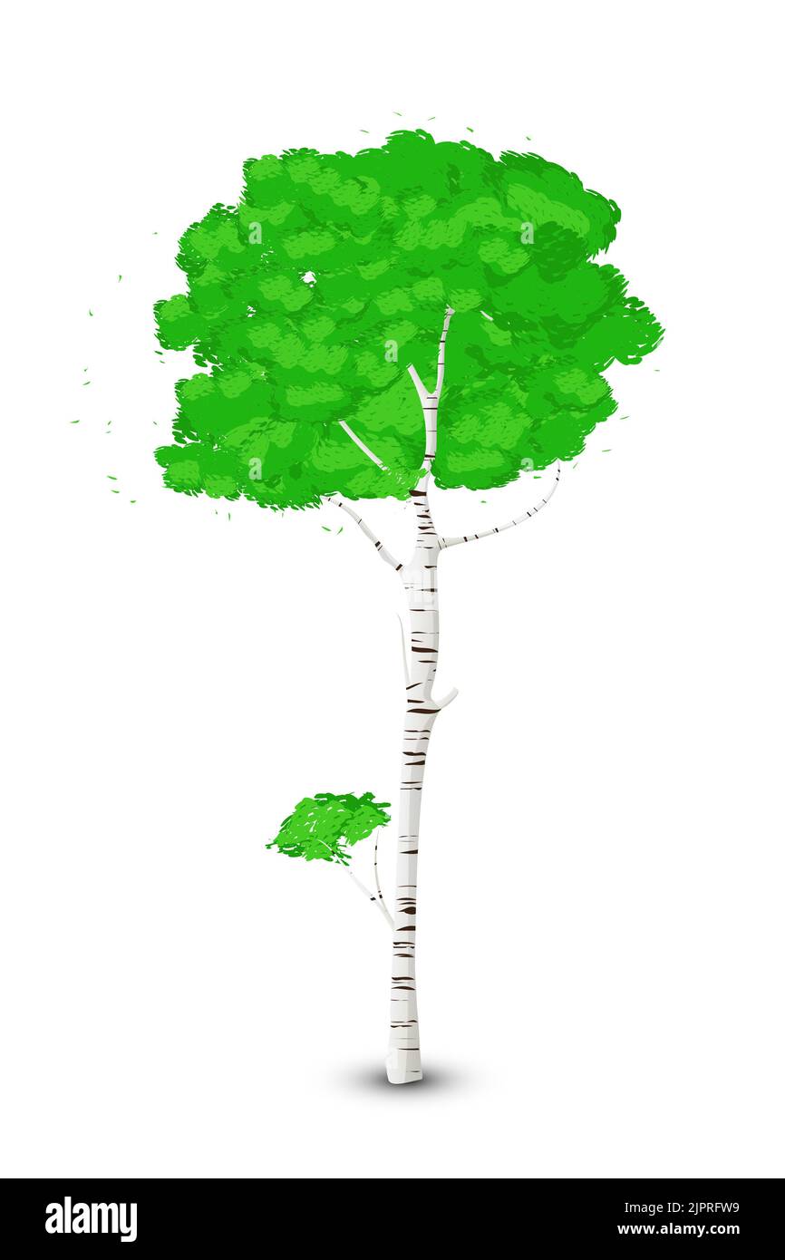 Silver birch tree over white background, vector art Stock Photo - Alamy