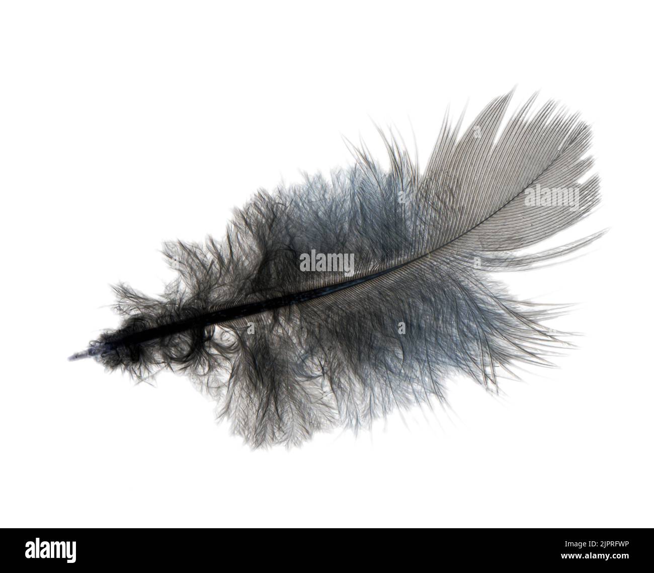 Ruffle their plumage Cut Out Stock Images & Pictures - Alamy