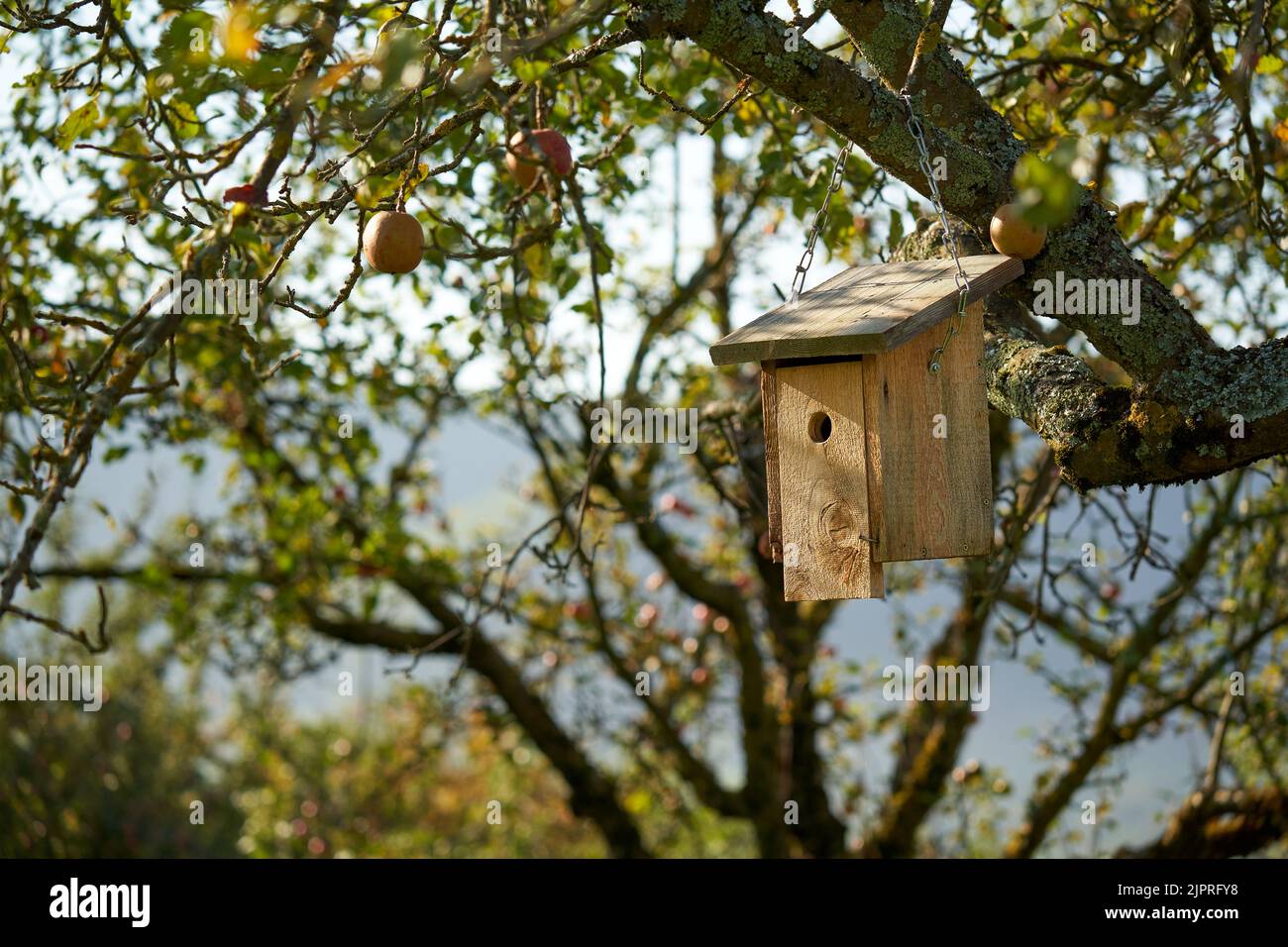 1 birdhouse hangs on an apple tree. Wooden construction for shelter ...