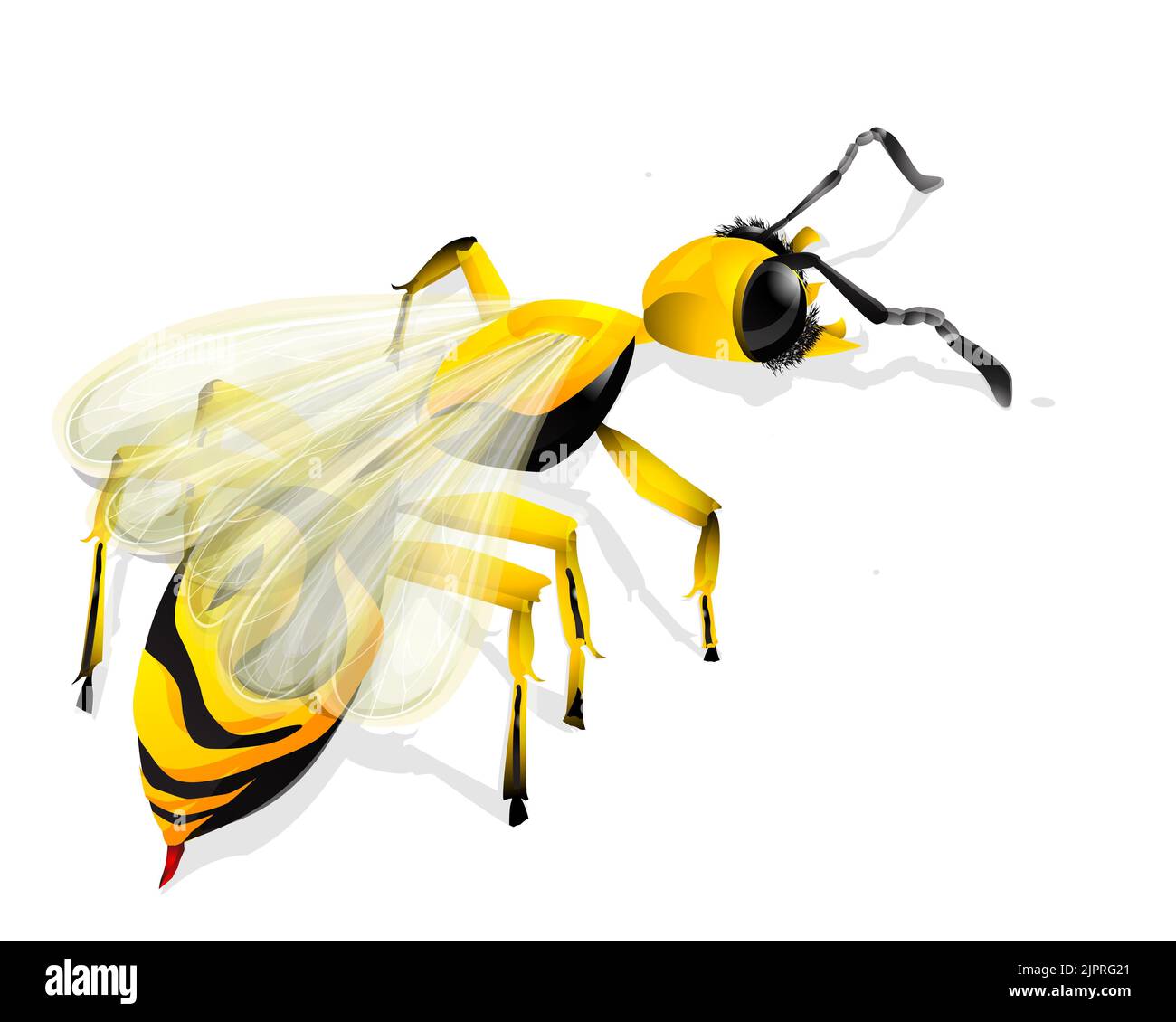 Vector drawing of a wasp and shadow over white background Stock Photo ...