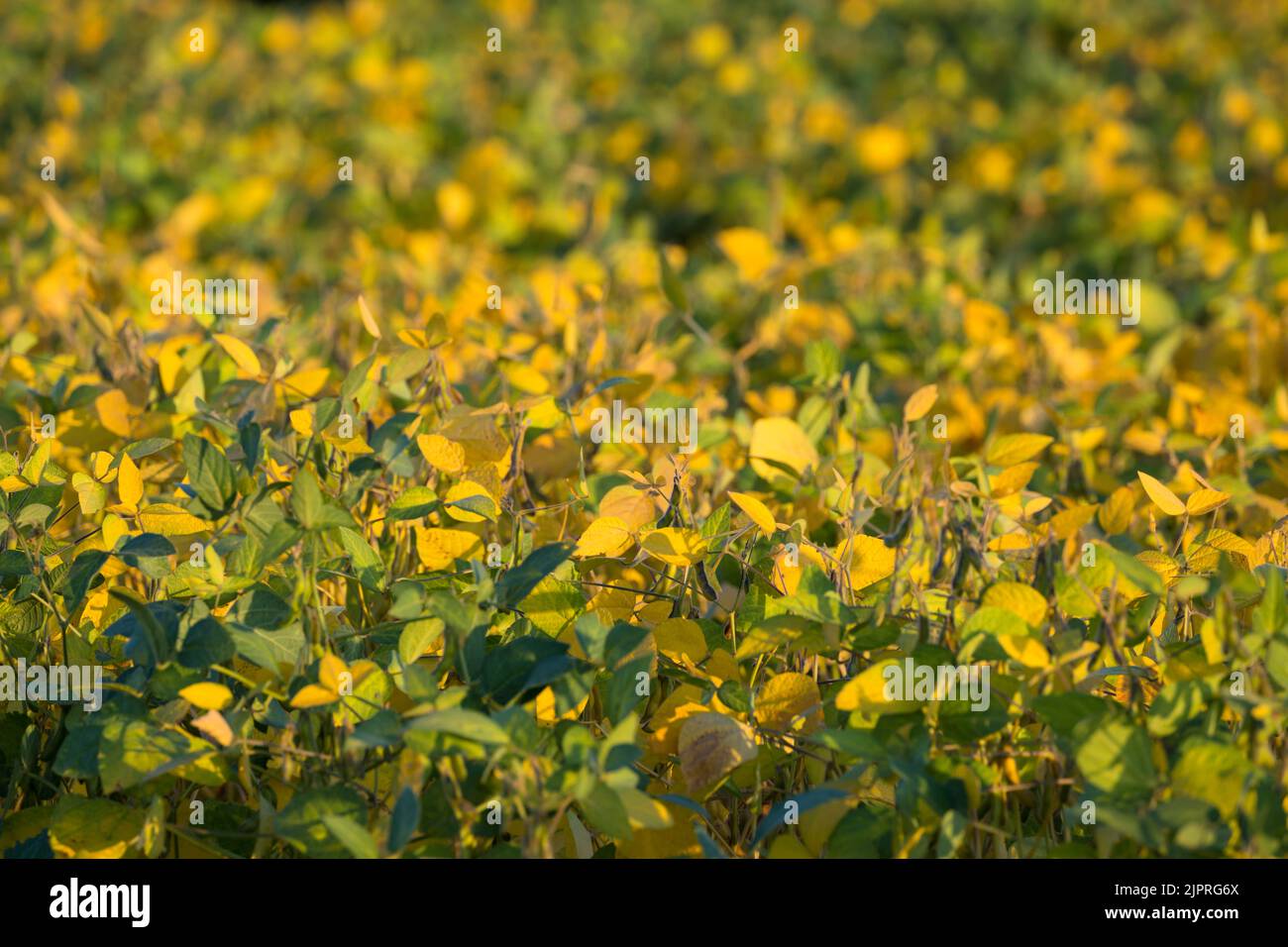 Field with soja (Glycine max), soybean, Weinviertel, Hadres, Lower ...