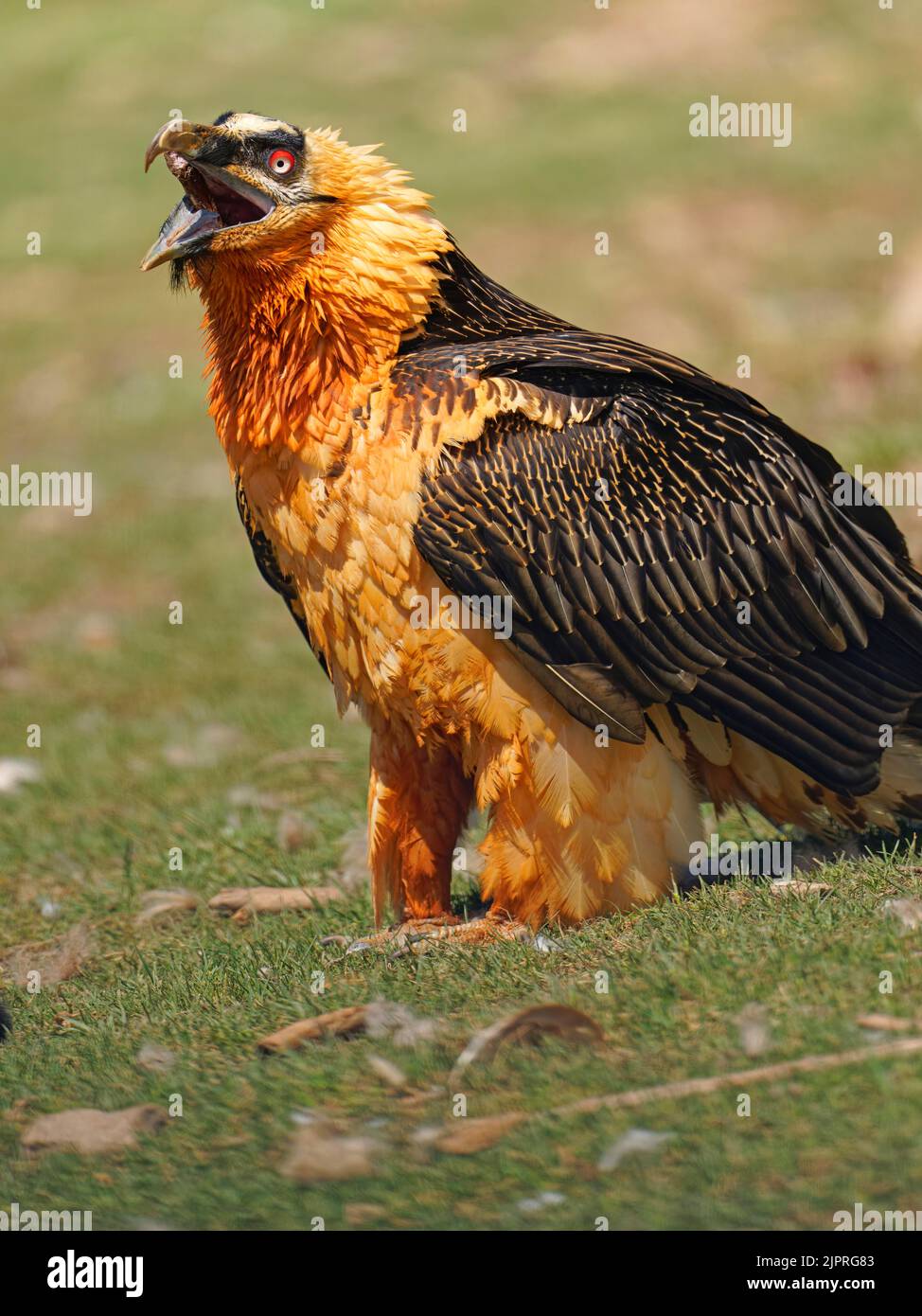 Bearded vulture (Gypaetus barbatus) devours a sheep's foot, Pyrenees ...