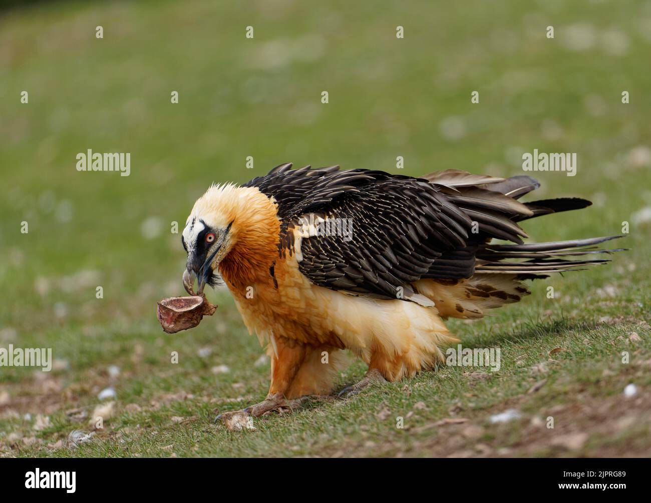 Bearded vulture (Gypaetus barbatus) playing with a bone, Pyrenees ...