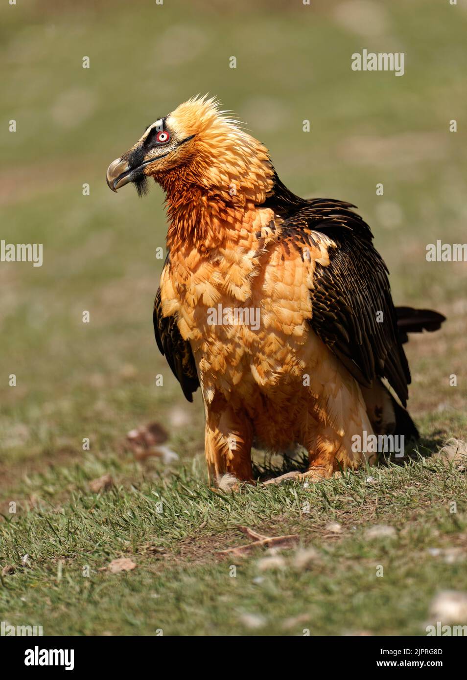 Bearded Vulture (Gypaetus barbatus), Spain, Pyrenees Stock Photo - Alamy