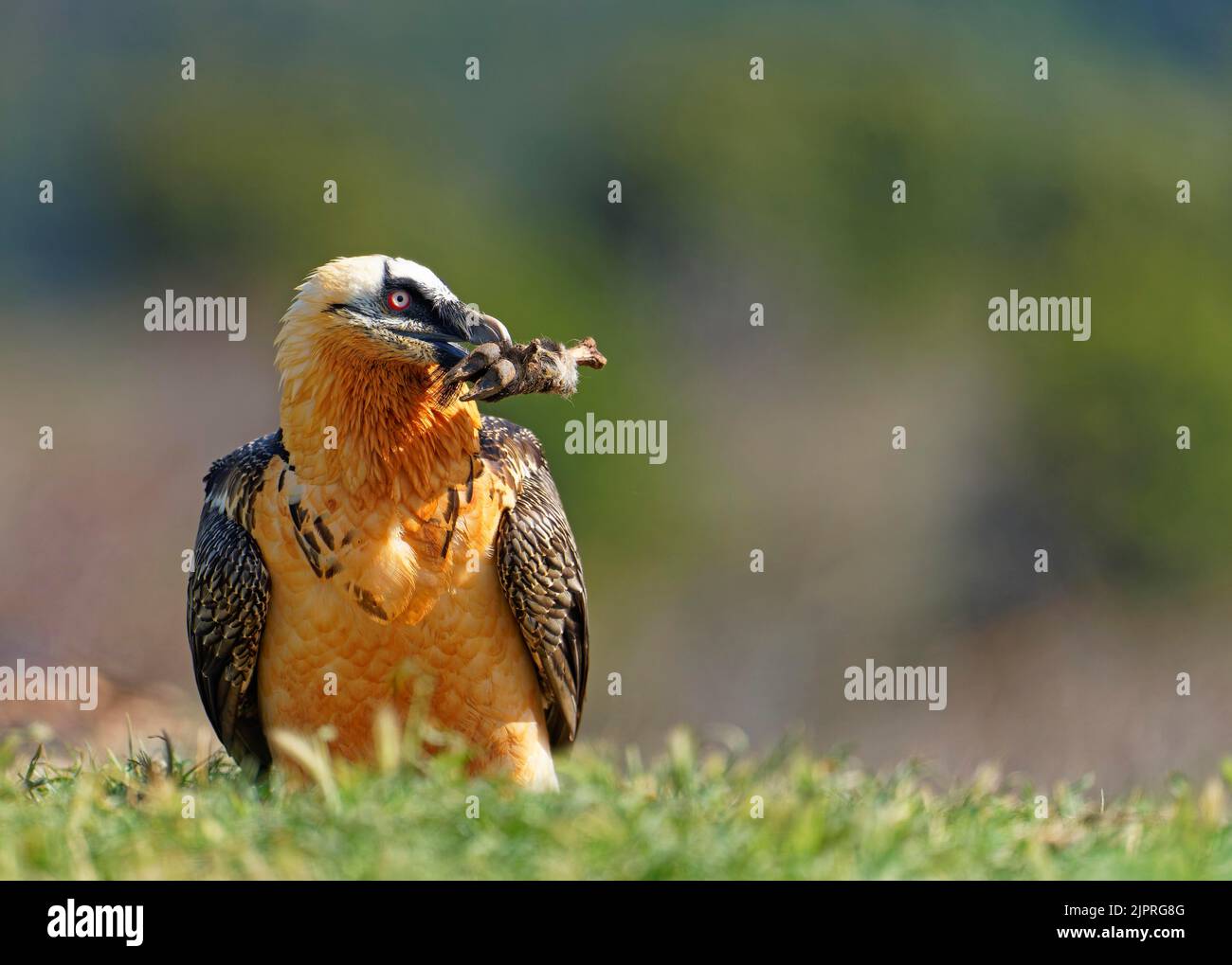 Bearded vulture (Gypaetus barbatus) devours a sheep's foot, Pyrenees ...