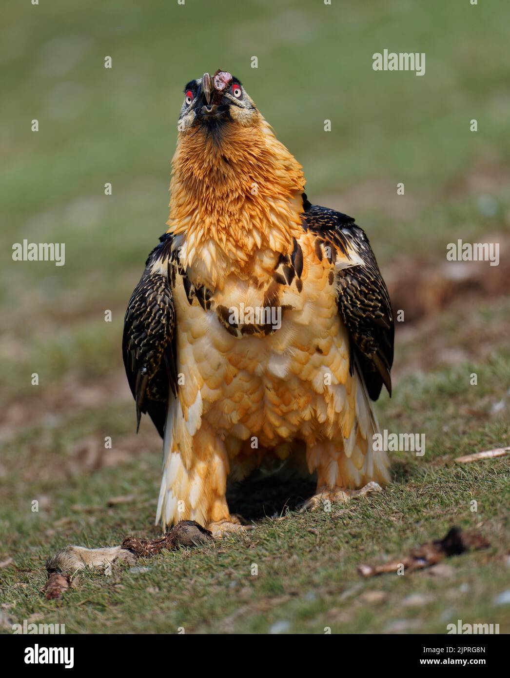 Bearded vulture (Gypaetus barbatus) devours a sheep's foot, Pyrenees ...