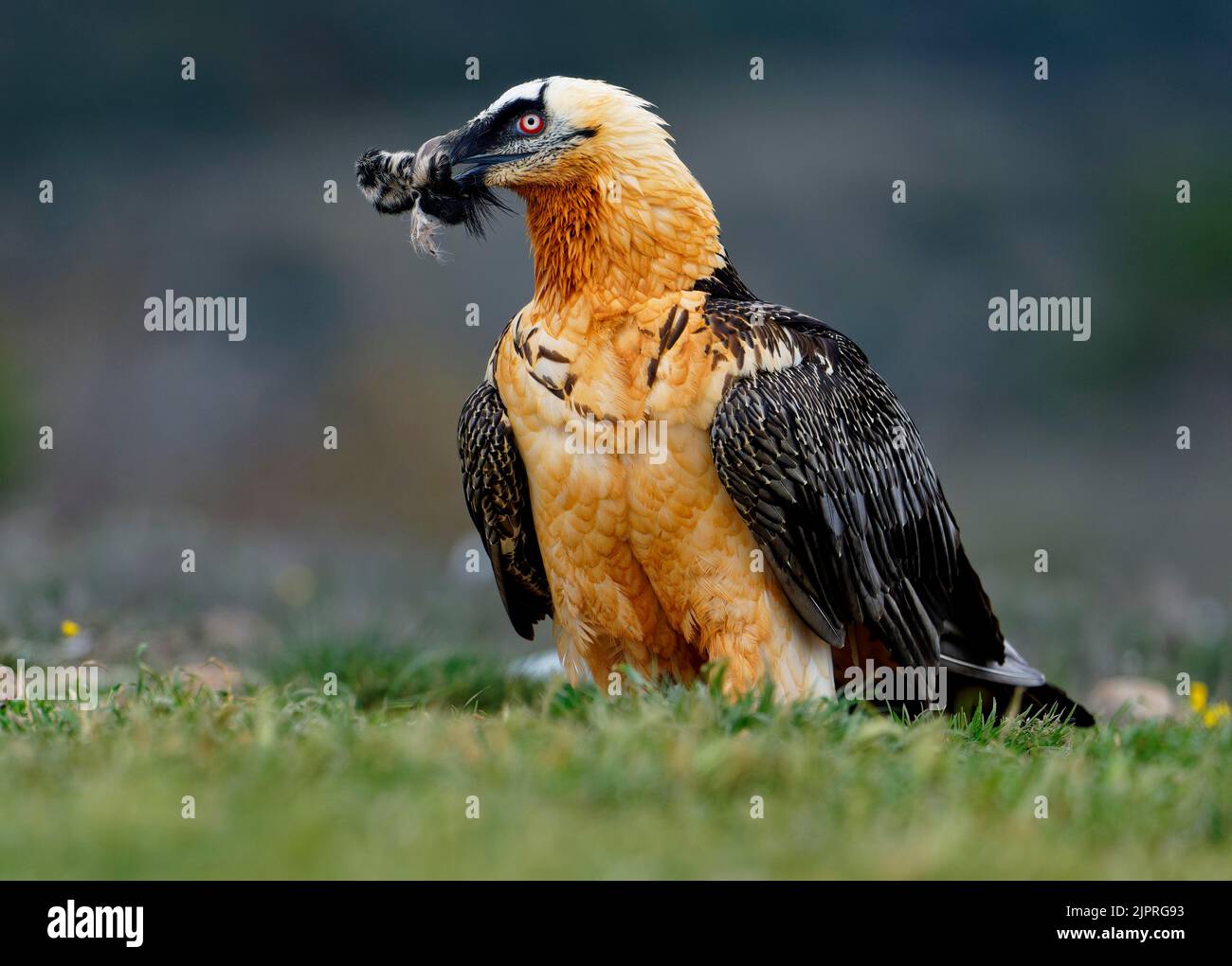 Bearded vulture (Gypaetus barbatus) with a sheep's foot, Pyrenees ...